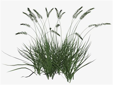 Tall Grass Png Grass Hd Png Download Grass Png Image With Transprent