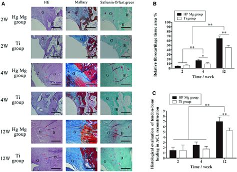 Histological Analysis Of The Tendon Bone Interface At 2 4 And 12 Weeks Download Scientific