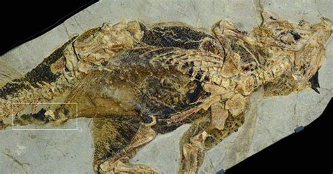 This Fossilized Butthole Offers Glimpse On How Some Dinosaurs Had Sex