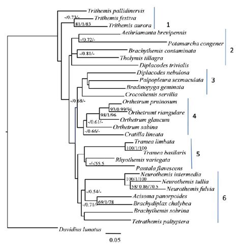 Maximum Likelihood Tree Based On Nd1 And Co1 Sequence Of Libellulidae