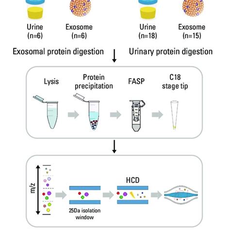 Results Of Label Free Quantification In The Discovery Stage A Download Scientific Diagram