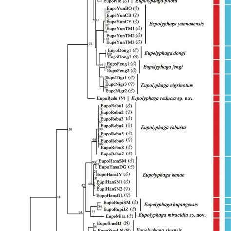 maximum likelihood tree derived from coi sequences with 1000 bootstrap