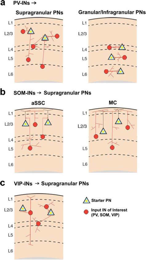 Cartoon Of IMT Results A Summary Of Organization Of Input PV INs That Download Scientific
