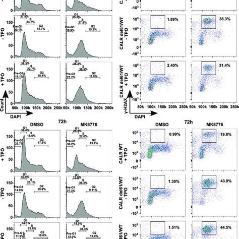 Chk1 Inhibitors Induce S Phase Cell Cycle Arrest In Calr Mutated Cells