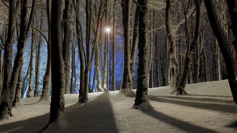 Night Winter Trees Forest Wallpapers HD Desktop And Mobile Backgrounds