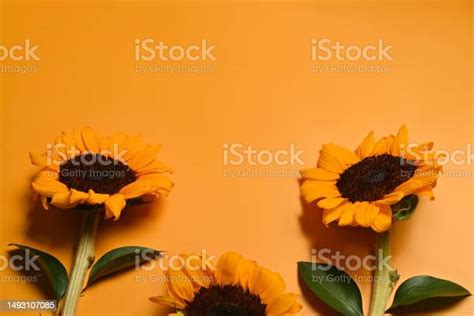 자연 배경 가을 또는 여름 개념 복사 공간이 있는 밝은 노란색 배경에 나뭇잎이 있는 해바라기 0명에 대한 스톡 사진 및 기타 이미지 Istock