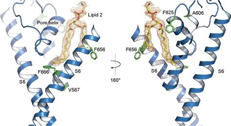 Mapping The Pore Mutations Enabling Trpv3 6m Activation By Rtx Two