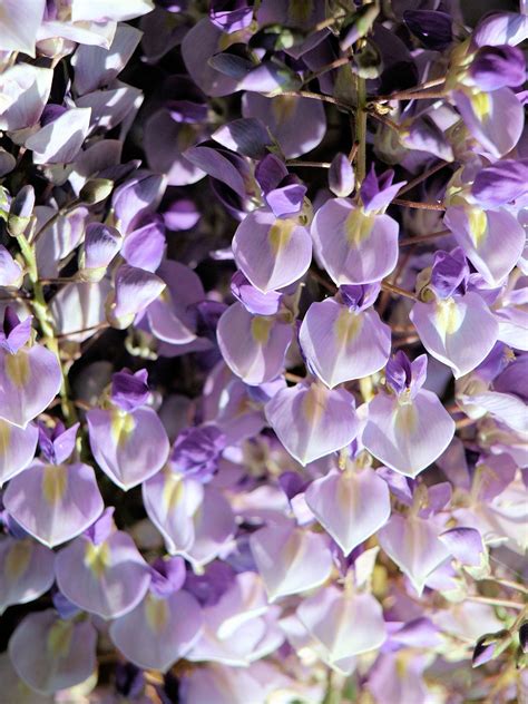 Bunga Ungu Muda Musim Panas Foto Gratis Di Pixabay Pixabay