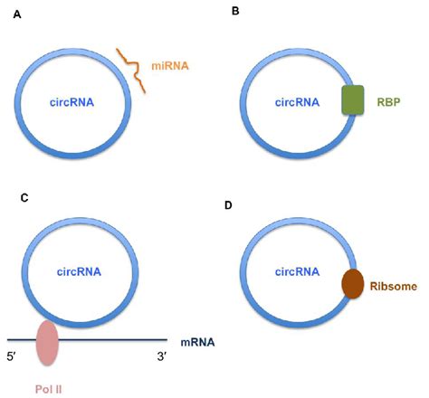 Schematic Diagram Of Regulatory Roles Or Functions Of Circular Rnas