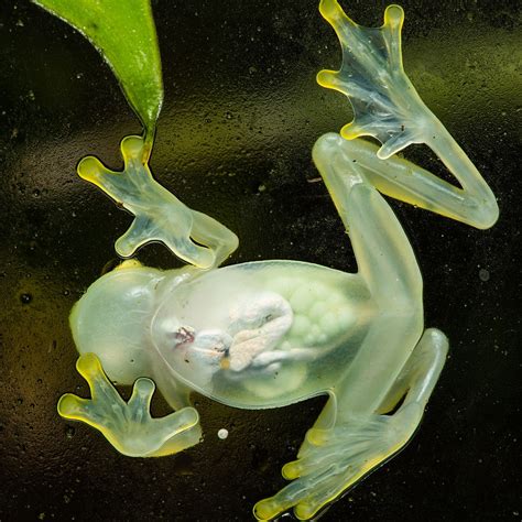 The Glass Frog
