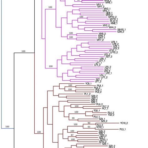 Midpoint Rooted Phylogenetic Tree Estimated With Raxml For The S