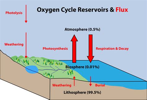 Oxygen Cycle Meaning Steps And Diagram With Images And Faqs