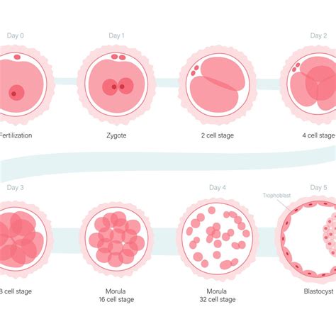 Blastocyst Development
