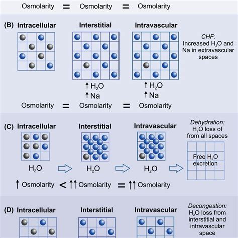 Conceptual Representation Of The Consequences Of Hypotonic Or Free Download Scientific Diagram
