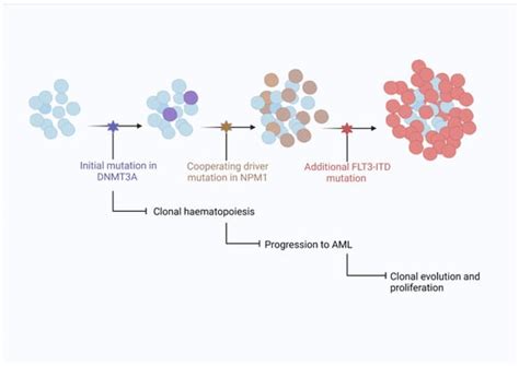 Significance Of Npm1 Gene Mutations In Aml