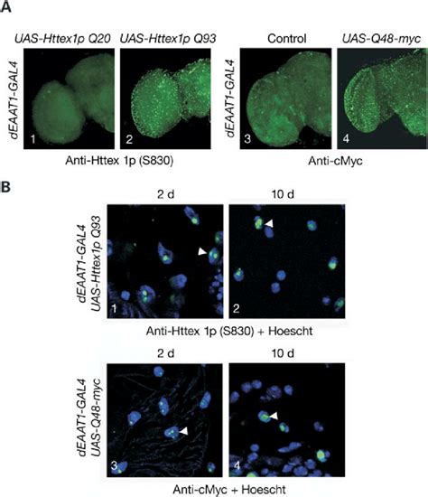 Expanded Polyq Forms Intranuclear Inclusions In Drosophila Glial Cells