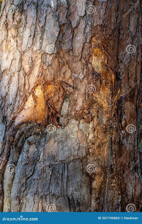 Wounded Bleeding Tree Trunk With Tattered Snatches And Tree Sap Stock Image Image Of Damaged