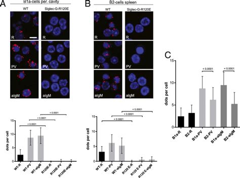Loss Of Siglec G Association To Igm In B Cells Of Siglec G R120e Mice Download Scientific