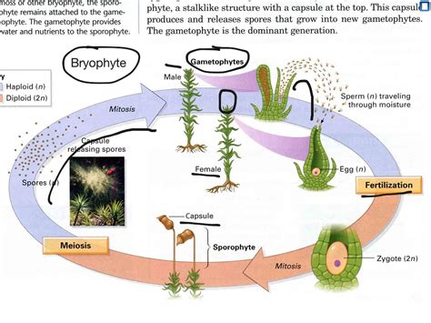 How Does Vegetative Reproduction Occurs Bryophytes At Ladonna Teal Blog