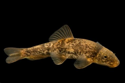 Santa Ana Sucker Catostomus Santaanae Joel Sartore