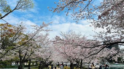 히로시마 평화 기념공원 벚꽃 Youtube