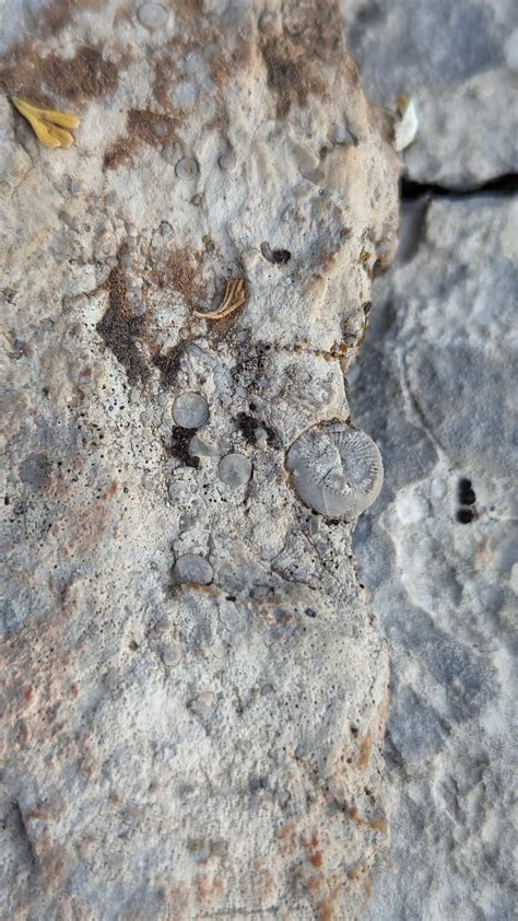 Southern Utah Tiny Fossils Are These Common Rfossils