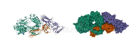 Structure Of The Complement Component C C Stock Illustration Illustration Of Gaussian Peptide