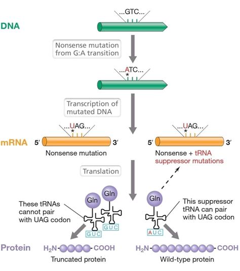 Hanaa Fayed On Linkedin Suppression Of Nonsense Mutations ‼️ Introduction Of A Nonsense Mutation
