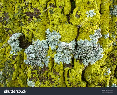 Tree Moss Lichen Stock Photo Shutterstock