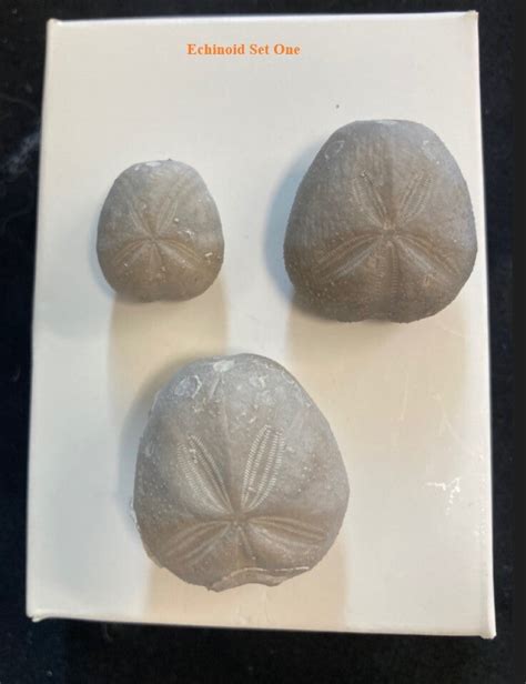 Cretaceous Echinoids Fossilfactory