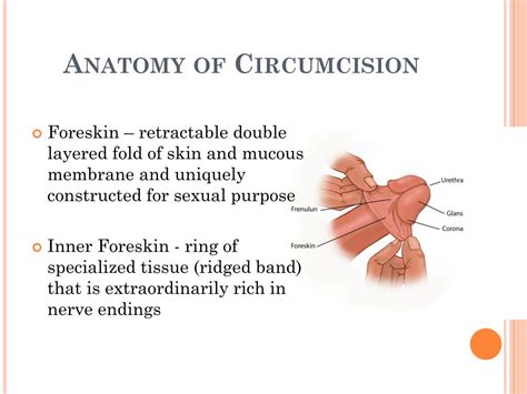 PPT Human Sexuality And Sex Education PowerPoint Presentation Free Download ID 1931779