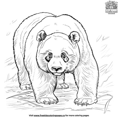 Realistic Panda Coloring Pages