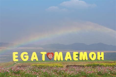 กฟผ เปิดทุ่งบัวตองชวนปักหมุดหัวใจในเทศกาลท่องเที่ยวแม่เมาะ ครั้งที่ 18