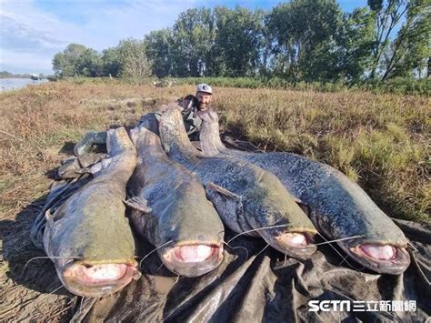 獨家／2m長85kg「怪物」曝光！遠赴法國隆河挑戰 台釣手險被牠拉下船