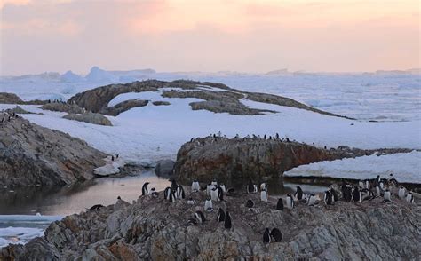 Українські вчені на захисті природи Антарктики