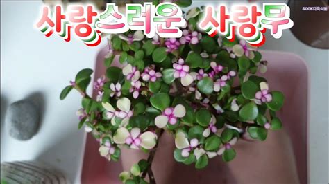 인기동영상식물이좋아요다육이키우기 숙다육티비다육이들초보다육맘다육이たにくしょくぶつsucculent多肉植物 초보다육다육식물 힐링음악수면음악치치코코