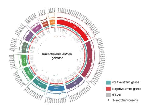 Circos Plot Of 12 Chromosome Level Scaffolds Representing The Download Scientific Diagram