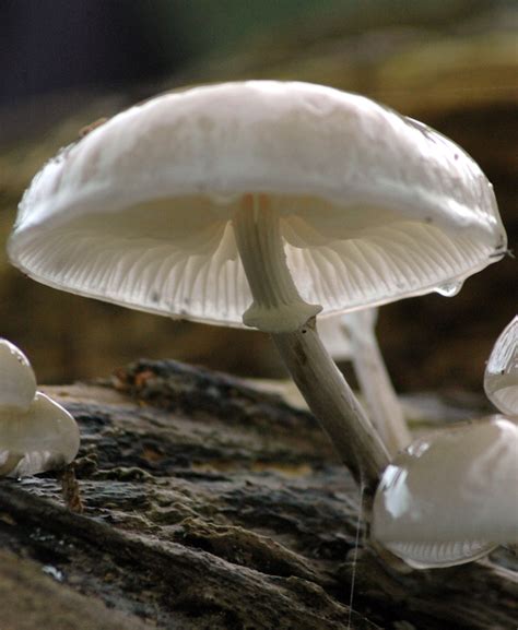 GitHub Twhipple Mushroom Classifier Model Using A Classification