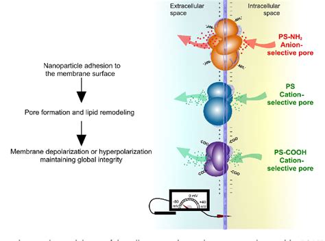 Figure 1 From Surface Functionalized Polystyrene Nanoparticles Alter The Transmembrane Potential