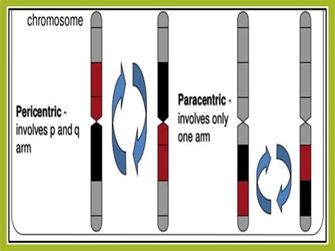 Structural Chromosomal Aberration Pdf