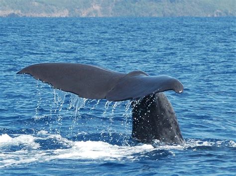 Shelltone Whale Project 2026 All You Must Know Before You Go With