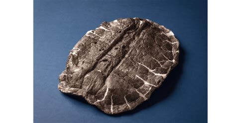 Turtles Are Represented Throughout The Fossil Record Magzoid Magazine