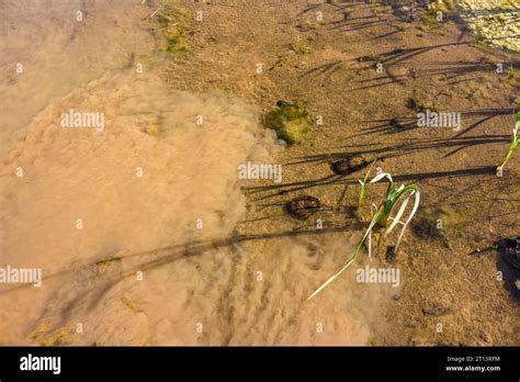 Mud Raised From The Bottom Of A Reservoir Turbidity In The Water In