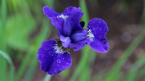 Perfect Iris Companions To Keep Your Garden Blooming All Season