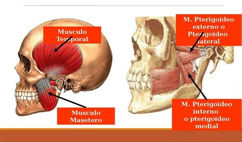 Anatomia Humana AcciÓn De Los MÚsculos Masticadores Facebook