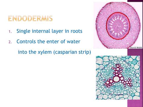 Ppt Plant Tissues Powerpoint Presentation Free Download Id 1931801