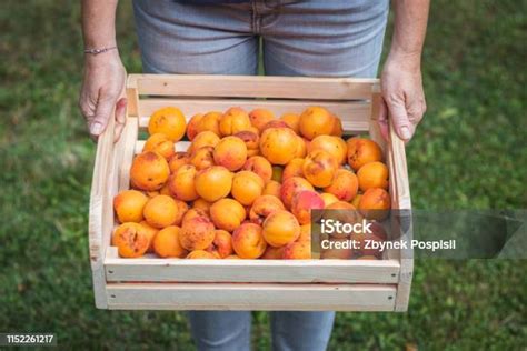 살구 과일의 전체 나무 상자를 들고 농부 정원에 잘 익은 살구를 수확 건강한 생활방식에 대한 스톡 사진 및 기타 이미지