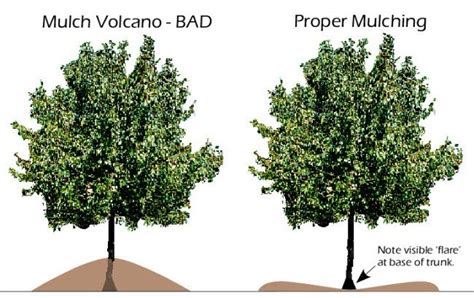 Proper Mulching Tips How To Properly Mulch Your Trees