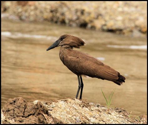 Hamerkop Alchetron The Free Social Encyclopedia