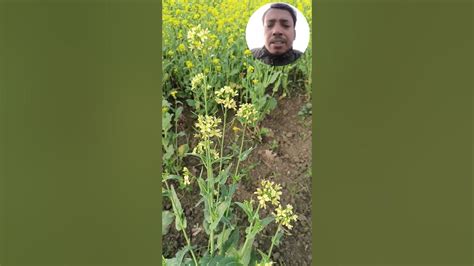 Sarson Ka Khet Youtube